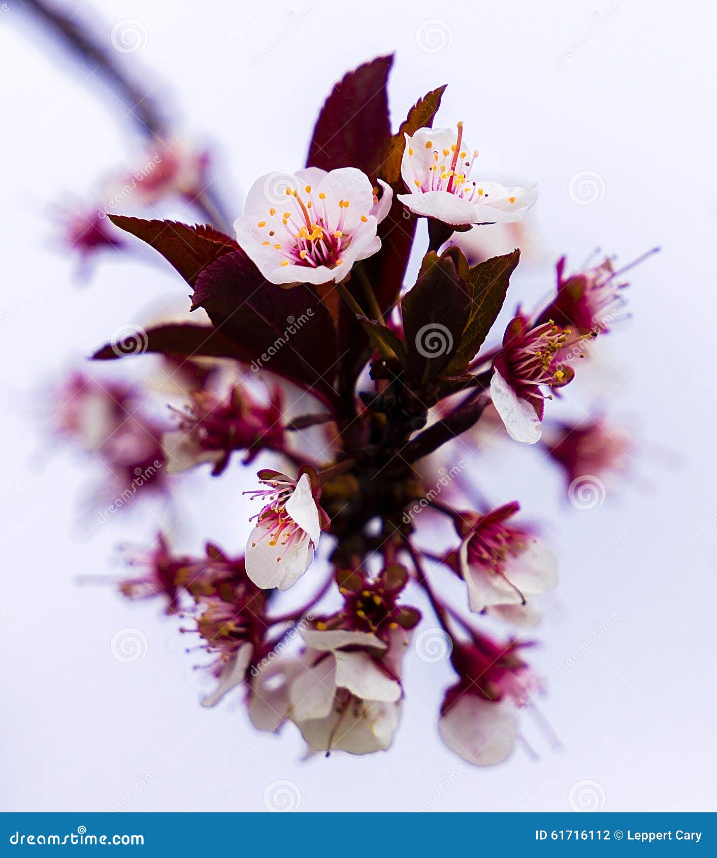 Spring Blossoms stock photo. Image of crown, tree, white - 61716112