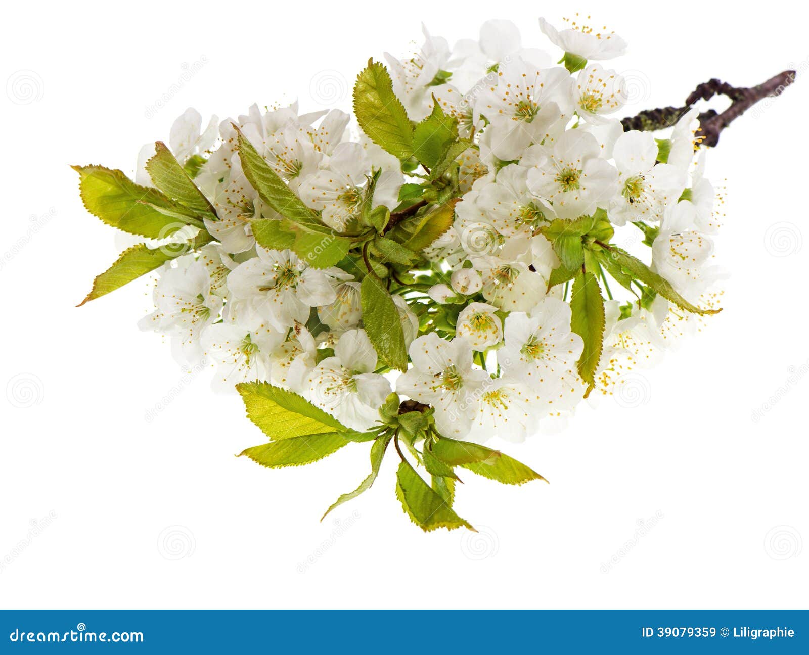 Spring Blossoms Of Cherry Tree Isolated On White Stock Image - Image of ...