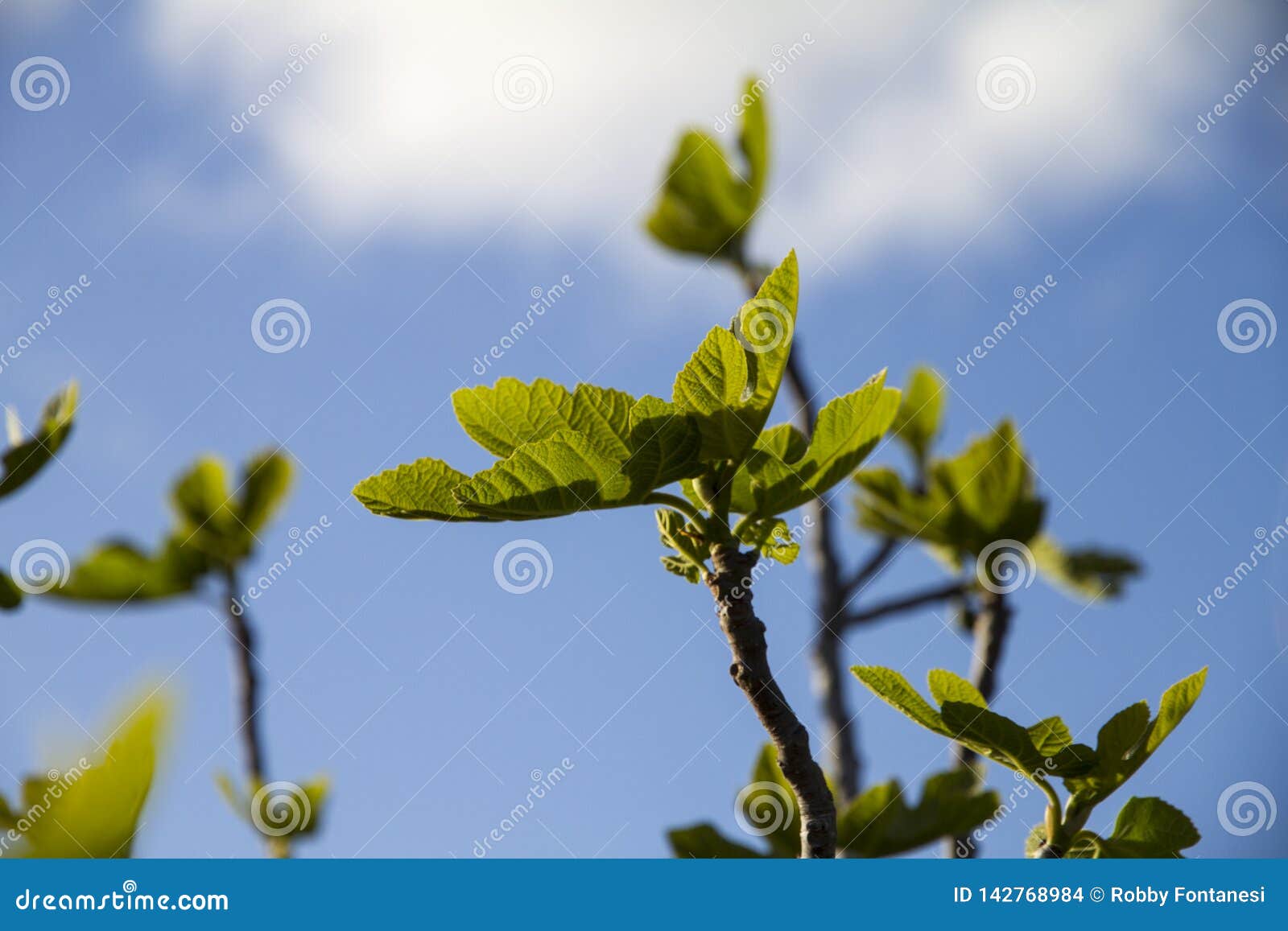 Spring Blossoms: a Fig Tree Pushes Its Branches Towards the Blue Sky ...