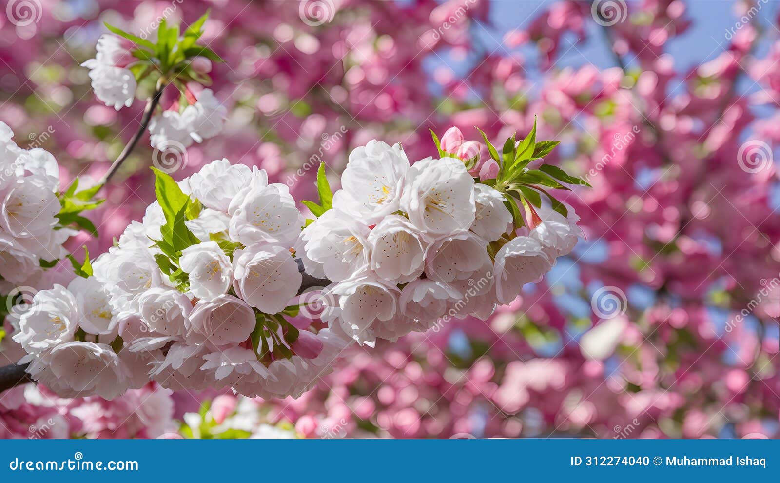 Spring Blossoms Form a Beautiful Backdrop Bursting with Colors Stock ...