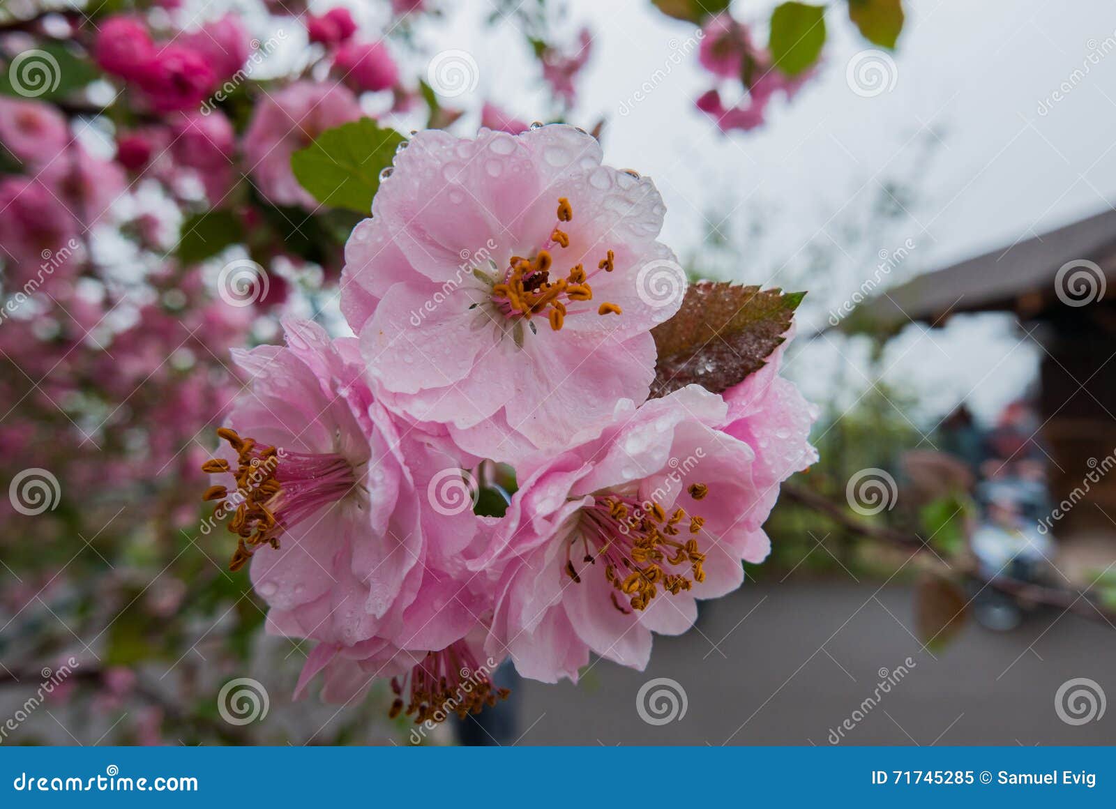 Spring Blossoms stock image. Image of pining, peace, seasons - 71745285