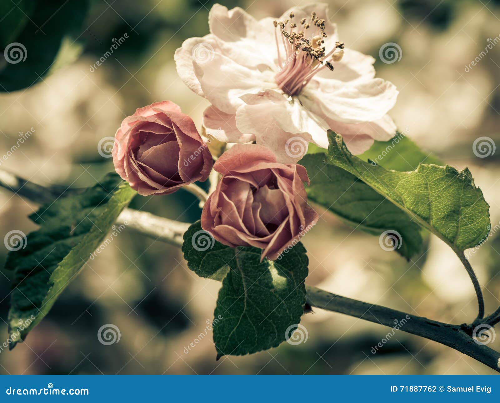 Spring Blossoms stock photo. Image of beauty, natural - 71887762