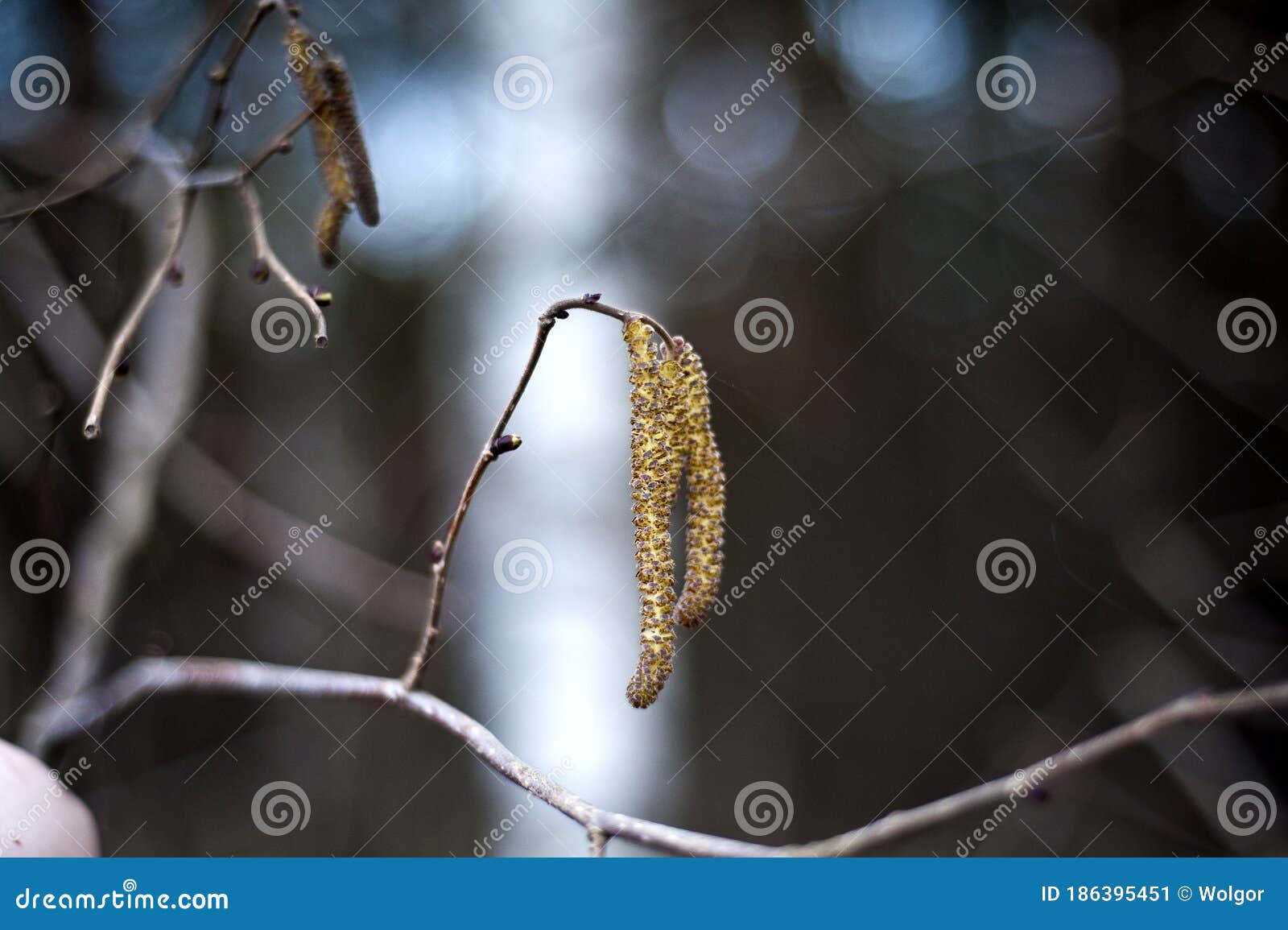 Spring Blossoms Tree Birch Close-up Stock Image - Image of early, close ...
