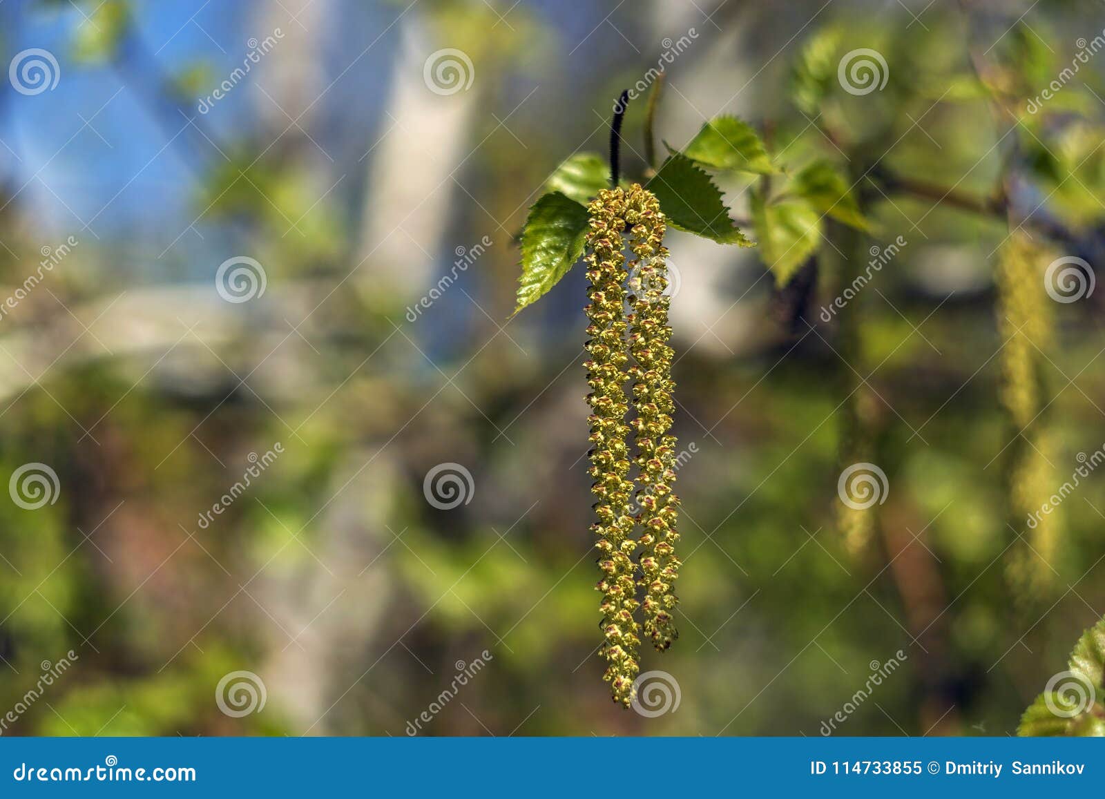 Spring blossoms tree birch stock image. Image of floral - 114733855