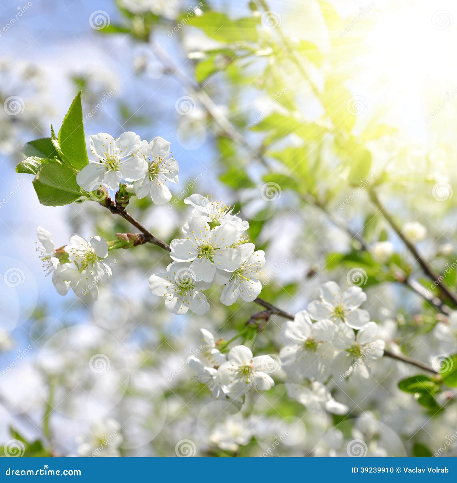 Spring blossoms tree stock photo. Image of closeup, scented - 39239910