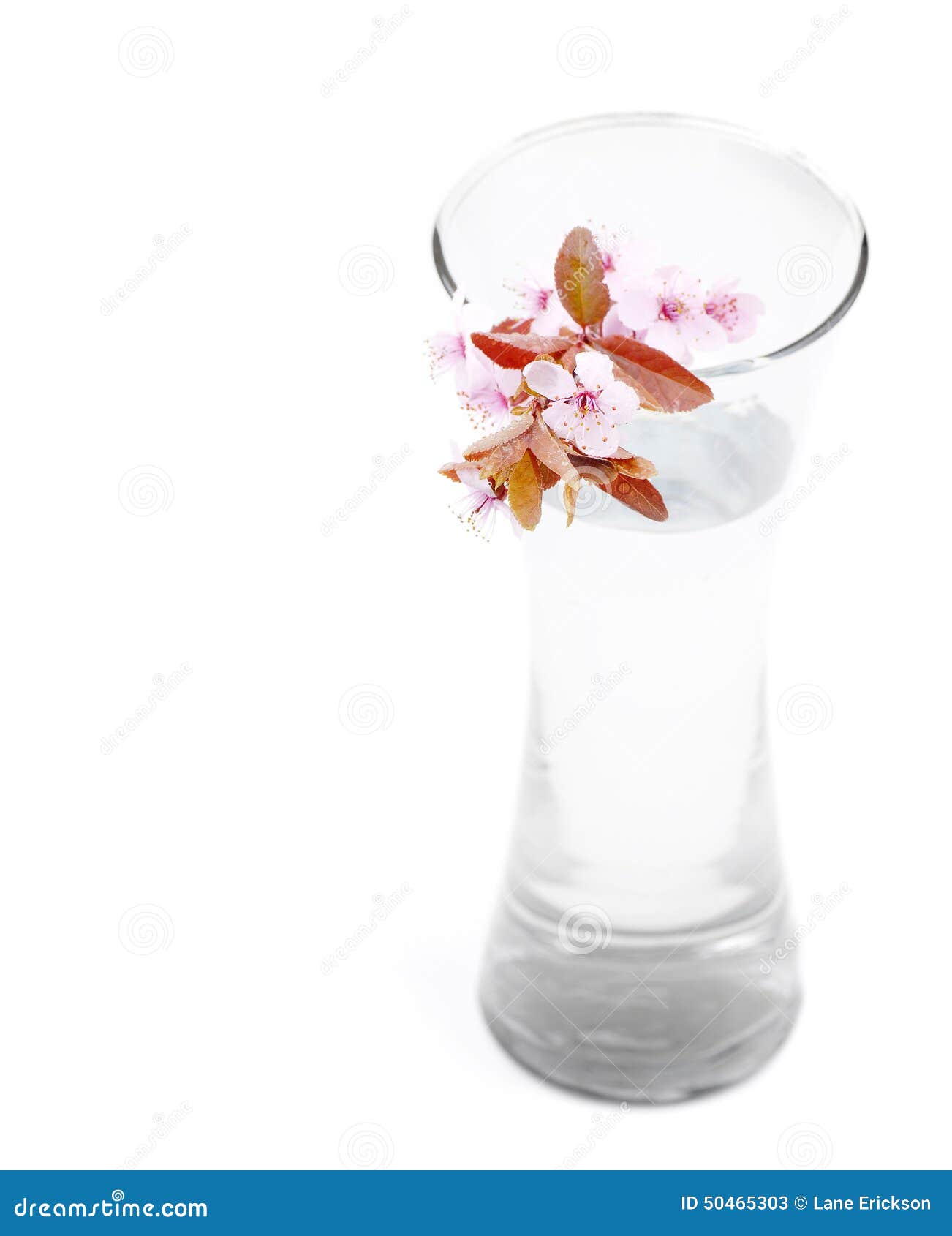 Spring Blossoms in Vase stock image. Image of newly, faith - 50465303
