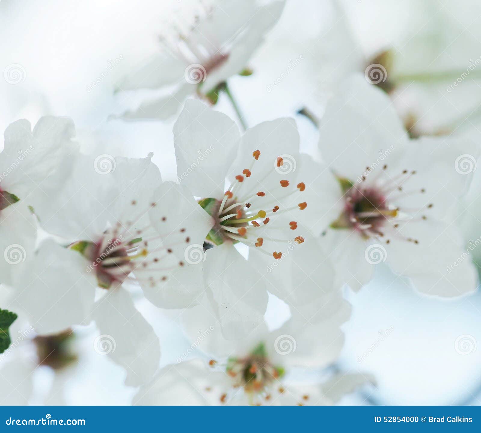 Spring blossoms stock photo. Image of trees, white, pretty - 52854000