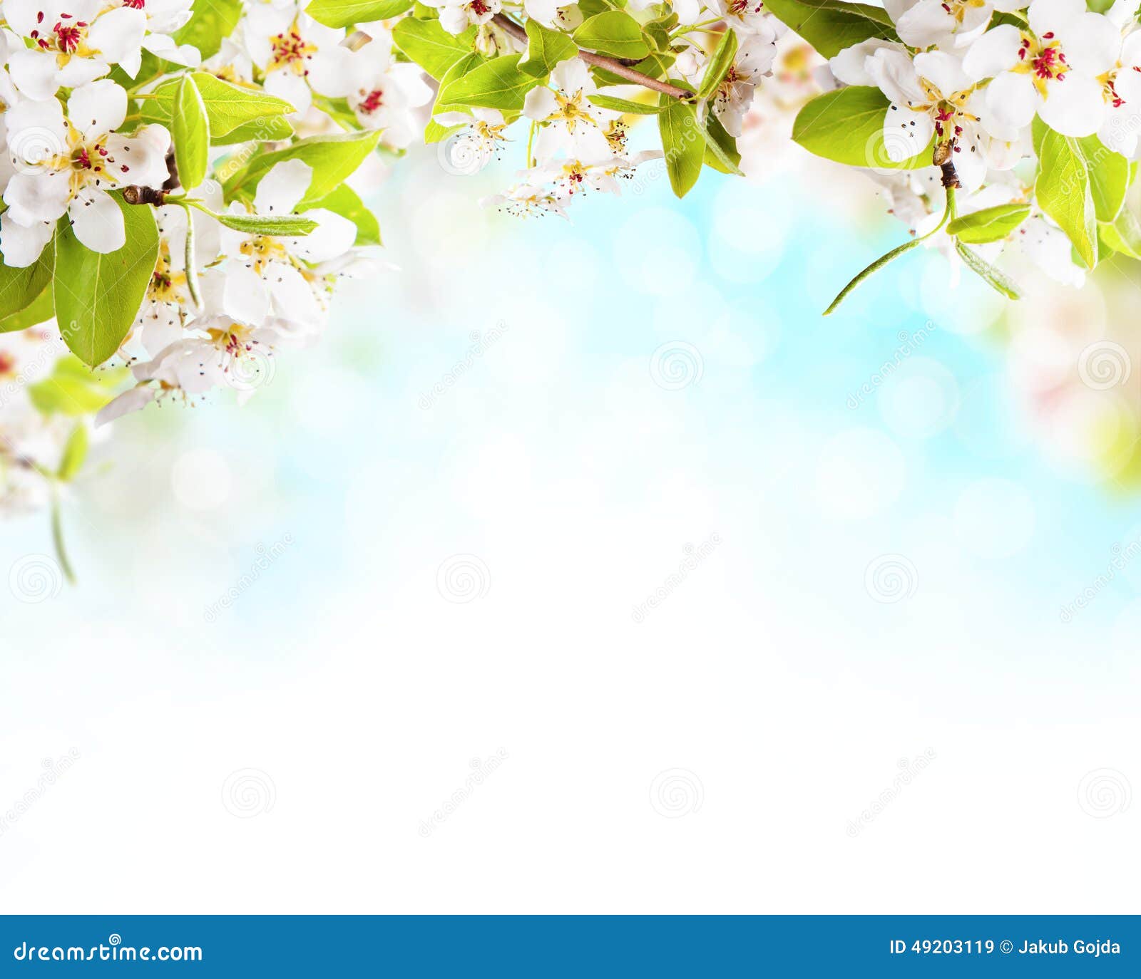 Spring Blossoms on White Background Stock Image - Image of gardening ...