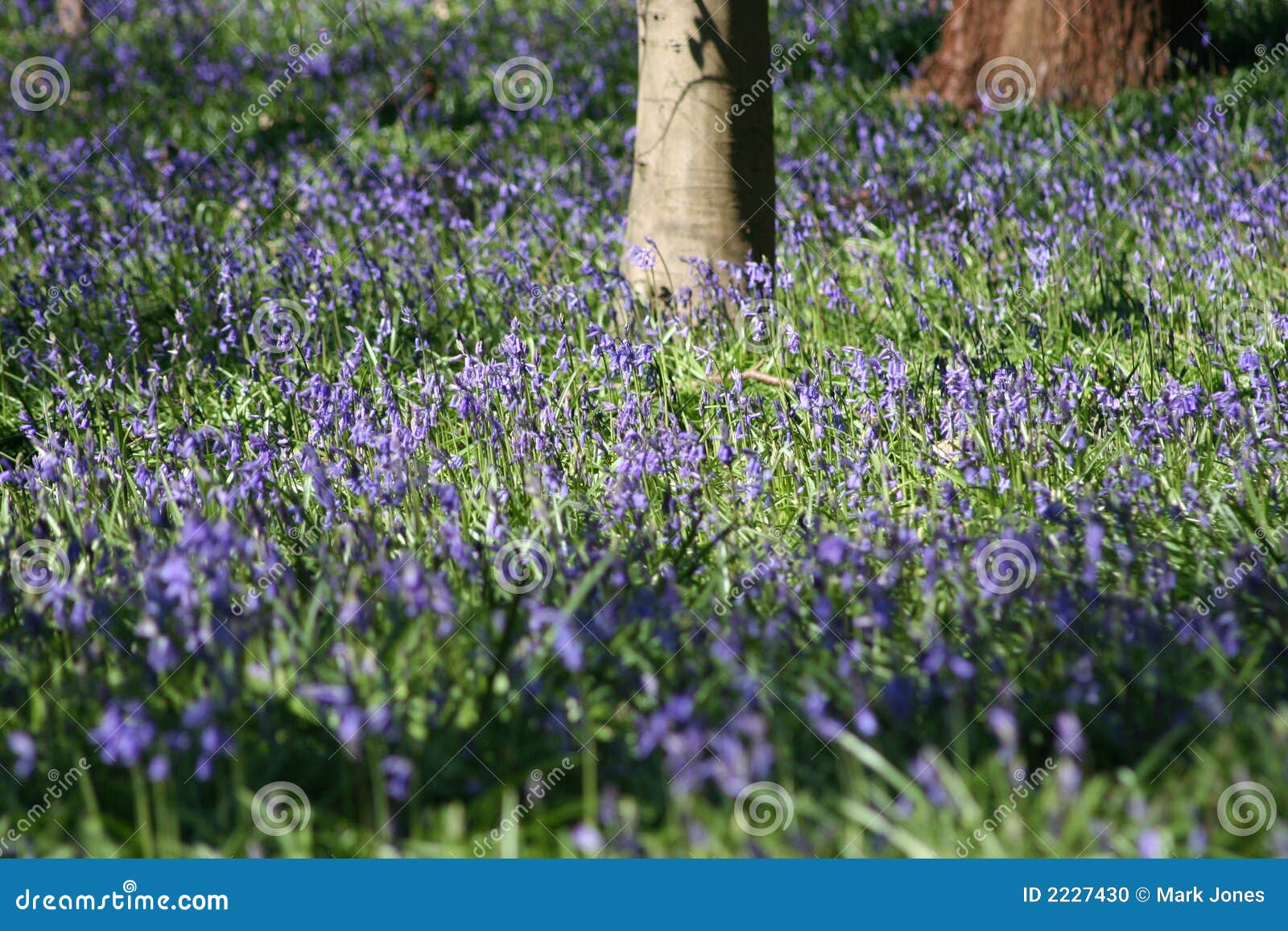 Spring blue bell flowers stock photo. Image of spring - 2227430