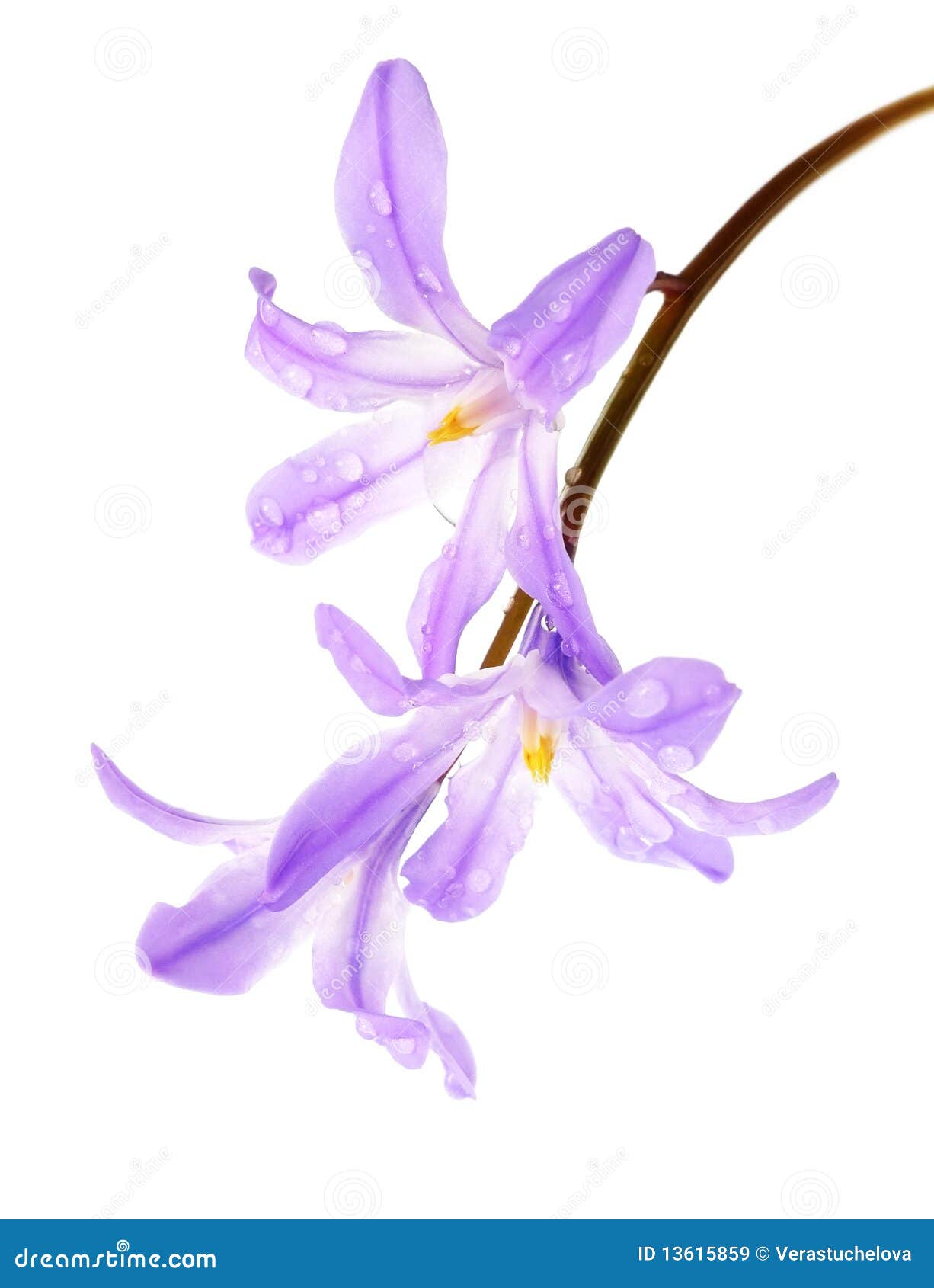 Spring Blue Bells - Scilla Flower Stock Image - Image of blooming ...