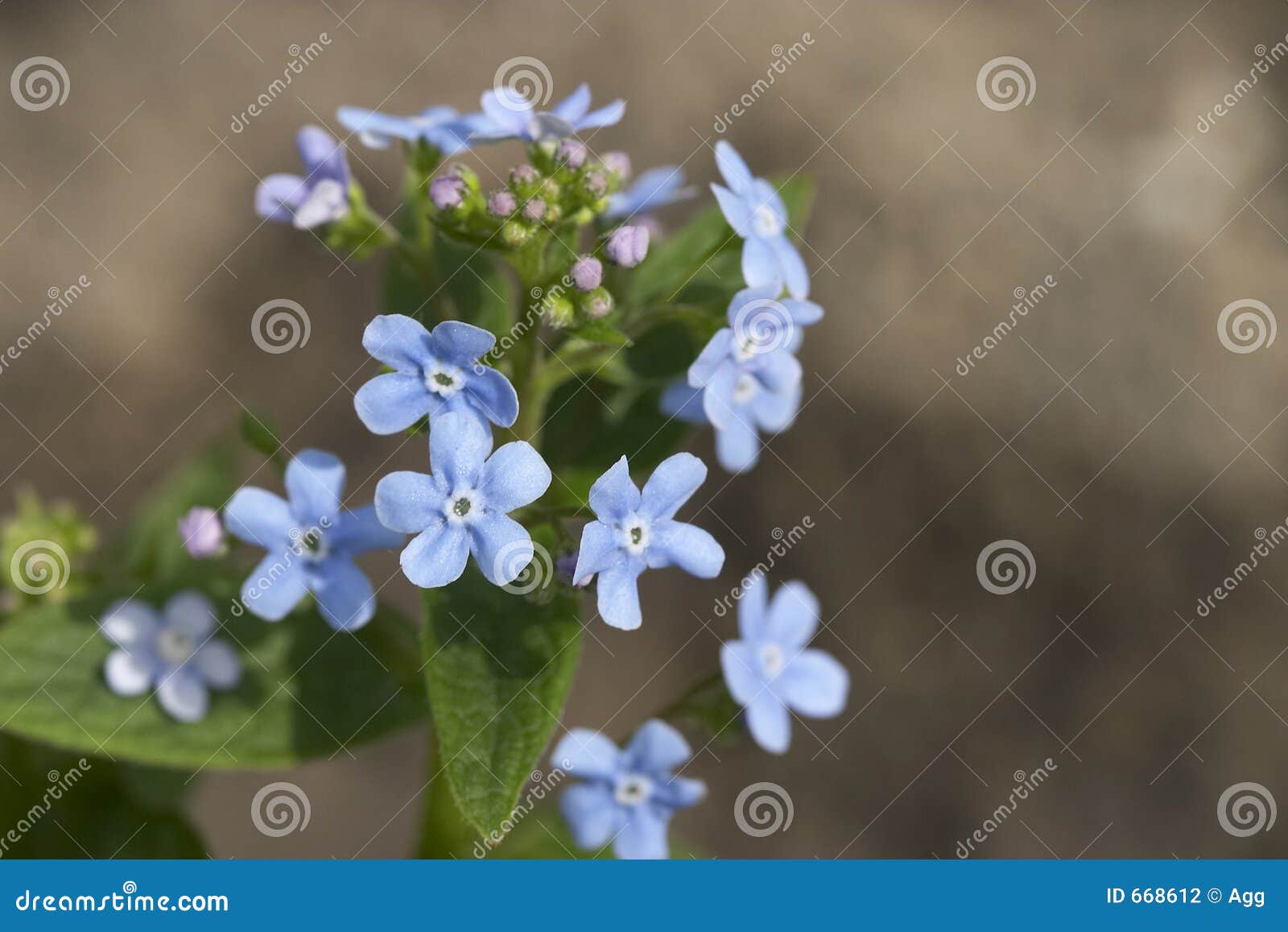 Spring blue flower stock photo. Image of bloom, morning - 668612