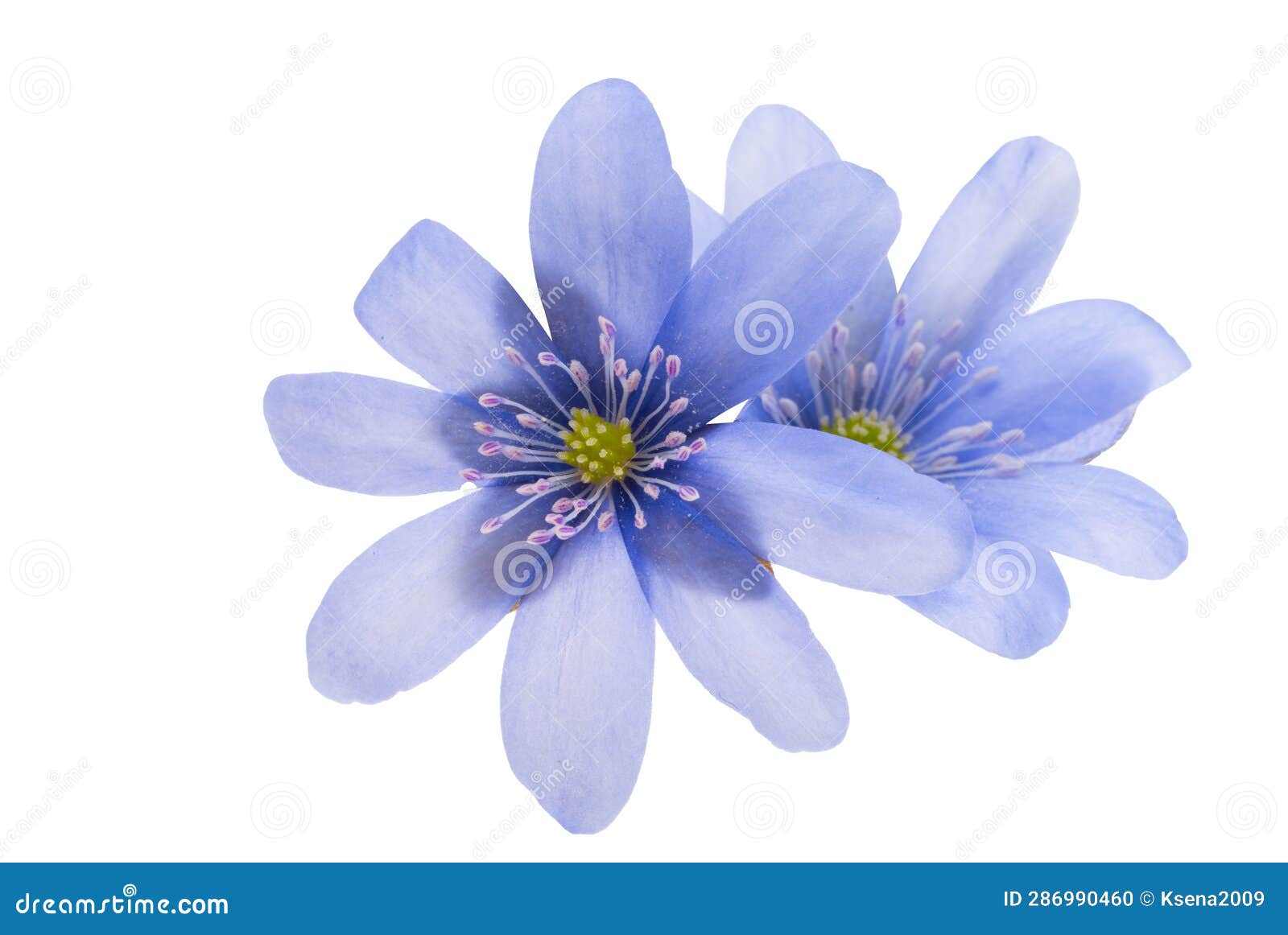 Spring Blue Flower Isolated Stock Photo - Image of flowers, flora ...