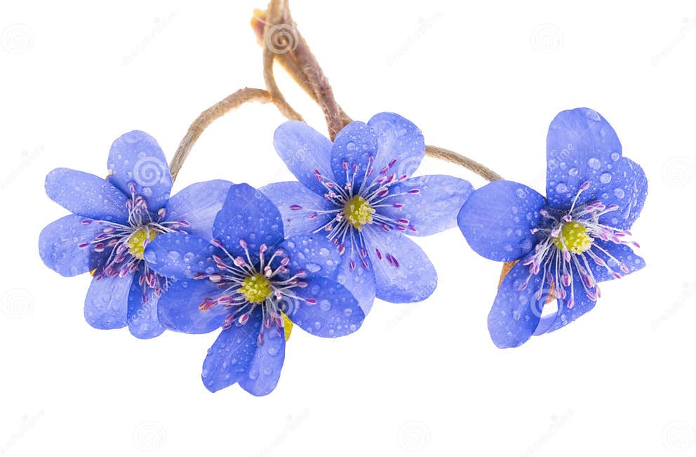 Spring Blue Flower Isolated Stock Image - Image of isolated, design ...
