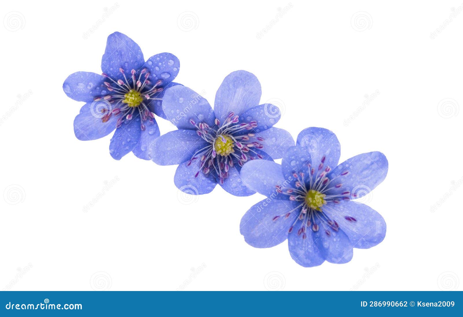 Spring Blue Flower Isolated Stock Photo - Image of viola, light: 286990662