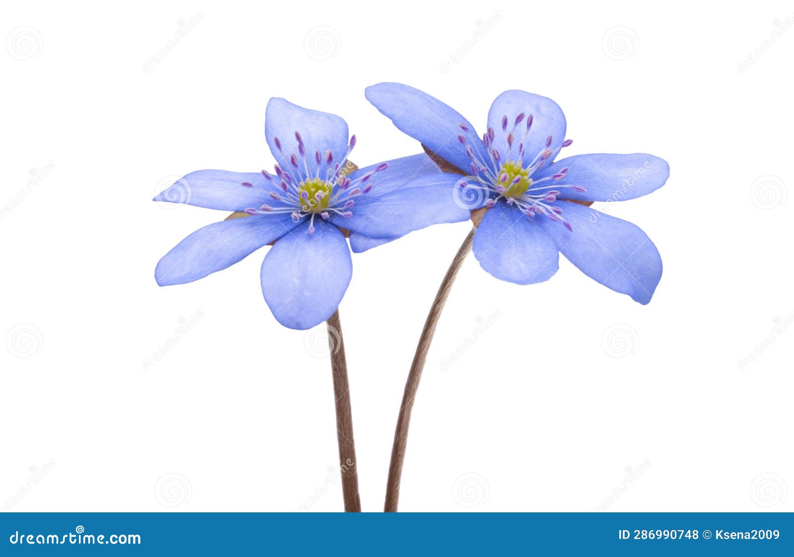 Spring Blue Flower Isolated Stock Photo - Image of happiness, blue ...
