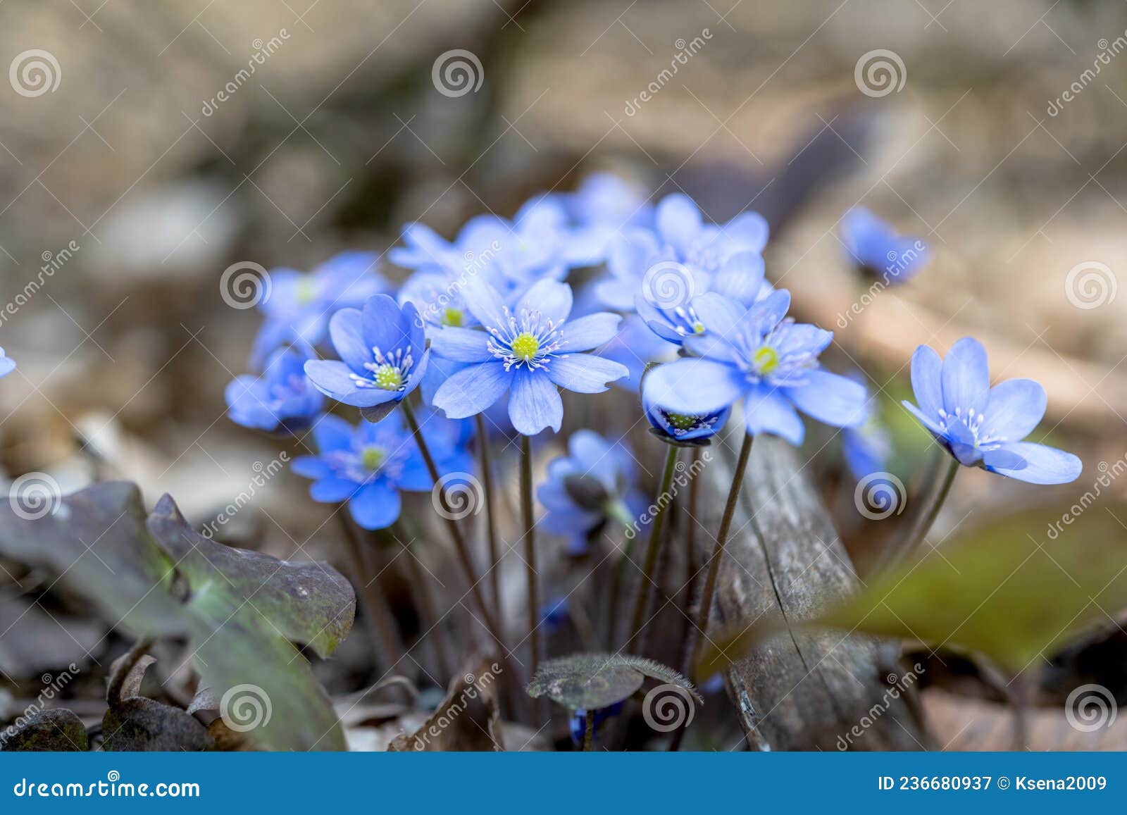 Spring Blue Flower Nobilis Growing Stock Image - Image of forest ...