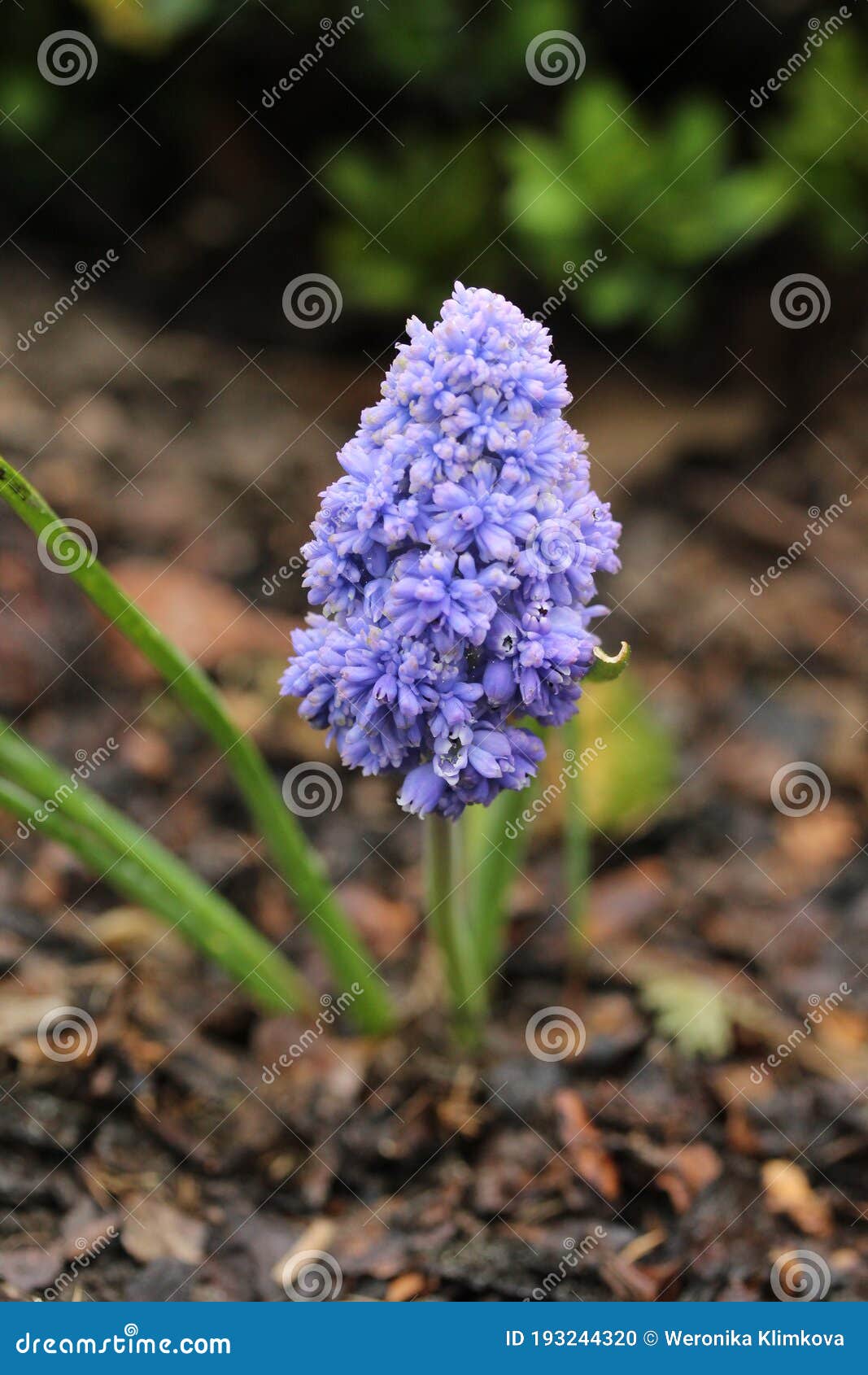 Spring blue flower stock photo. Image of detail, botany - 193244320
