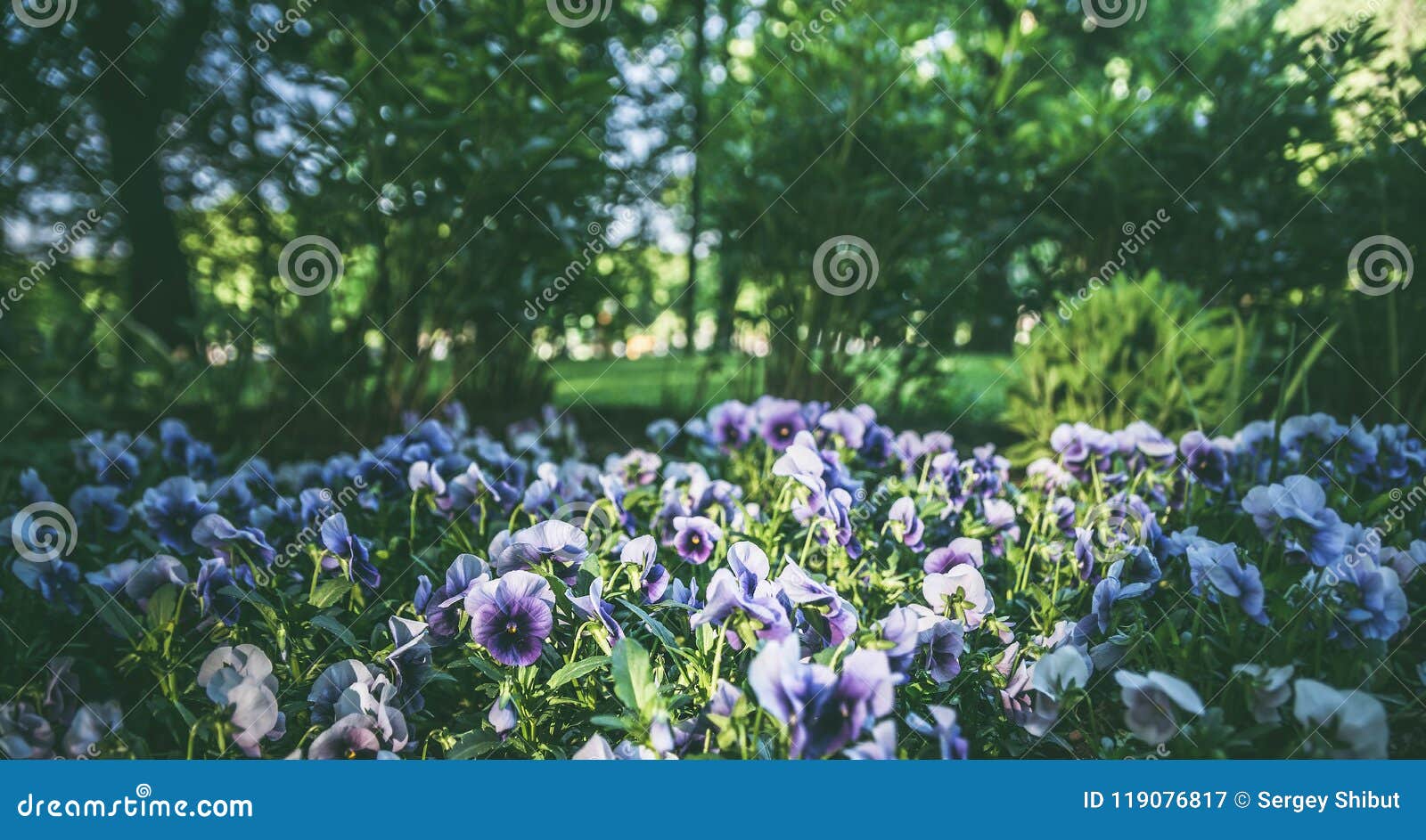 Spring Blue Flowers on a Background Forest and Sunlight, Background ...