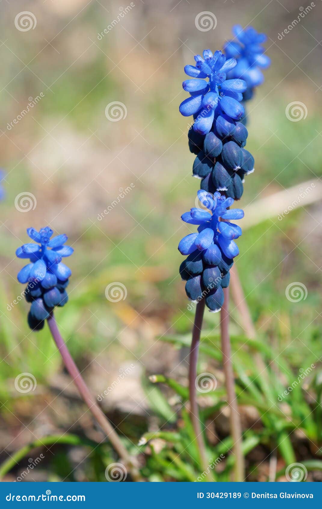 Spring blue flowers stock image. Image of lawn, grass - 30429189