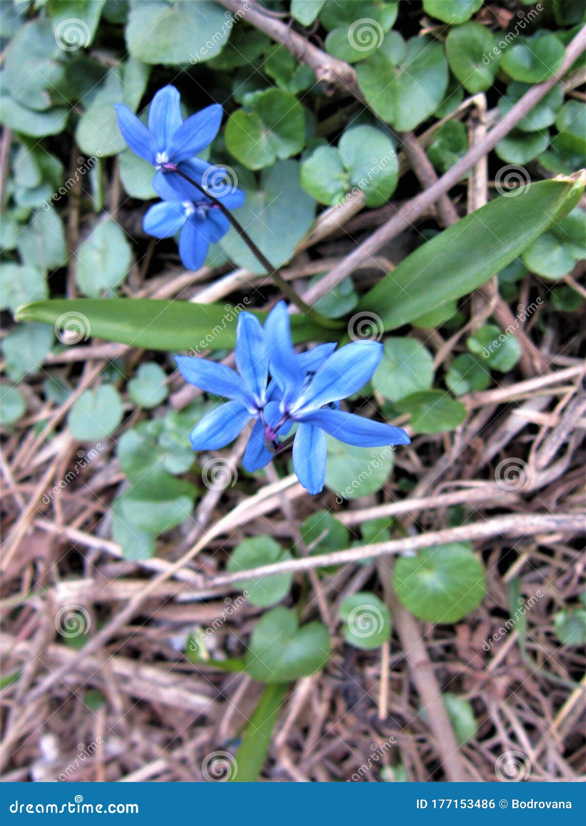 Spring. Blue Flowers. the First Flowers at the End of March. Stock ...