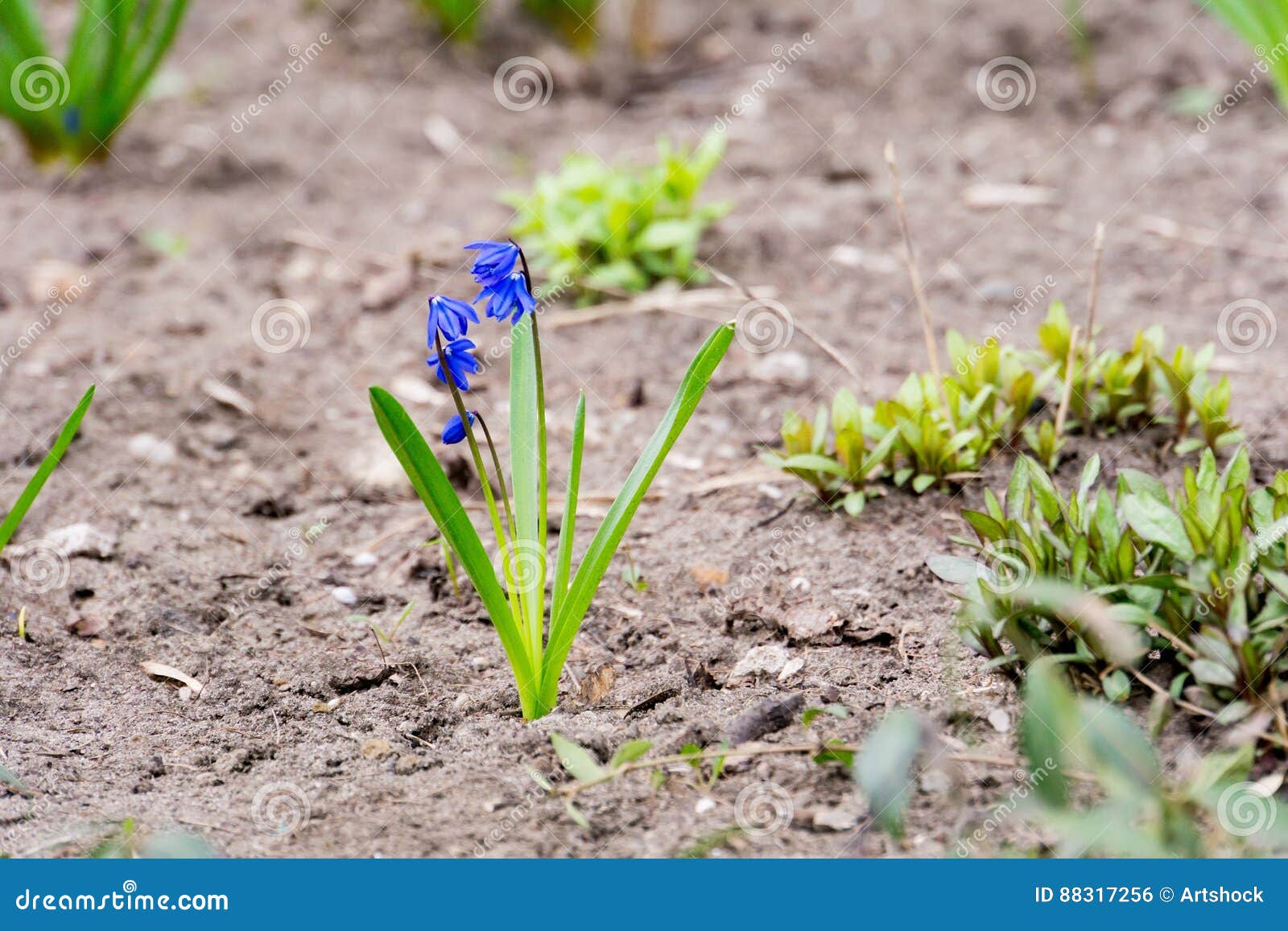 Spring Blue Flowers stock photo. Image of background - 88317256