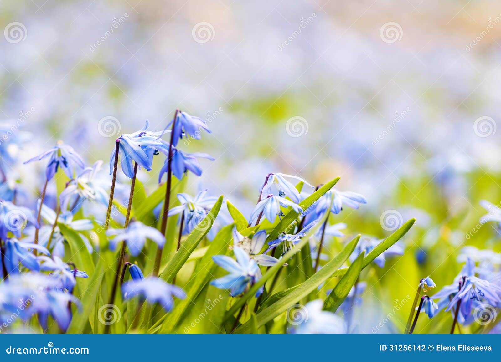 Spring blue flowers stock photo. Image of natural, close - 31256142