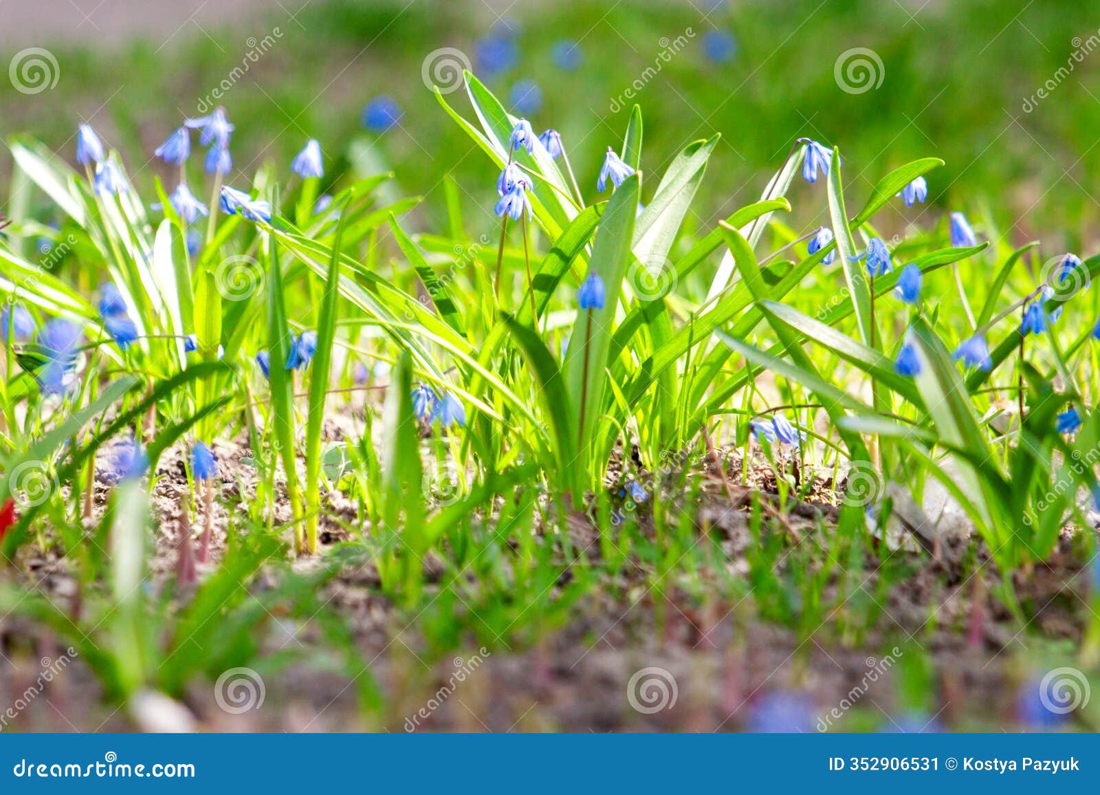 Spring Blue Flowers on a Green Lawn Stock Image - Image of petal ...