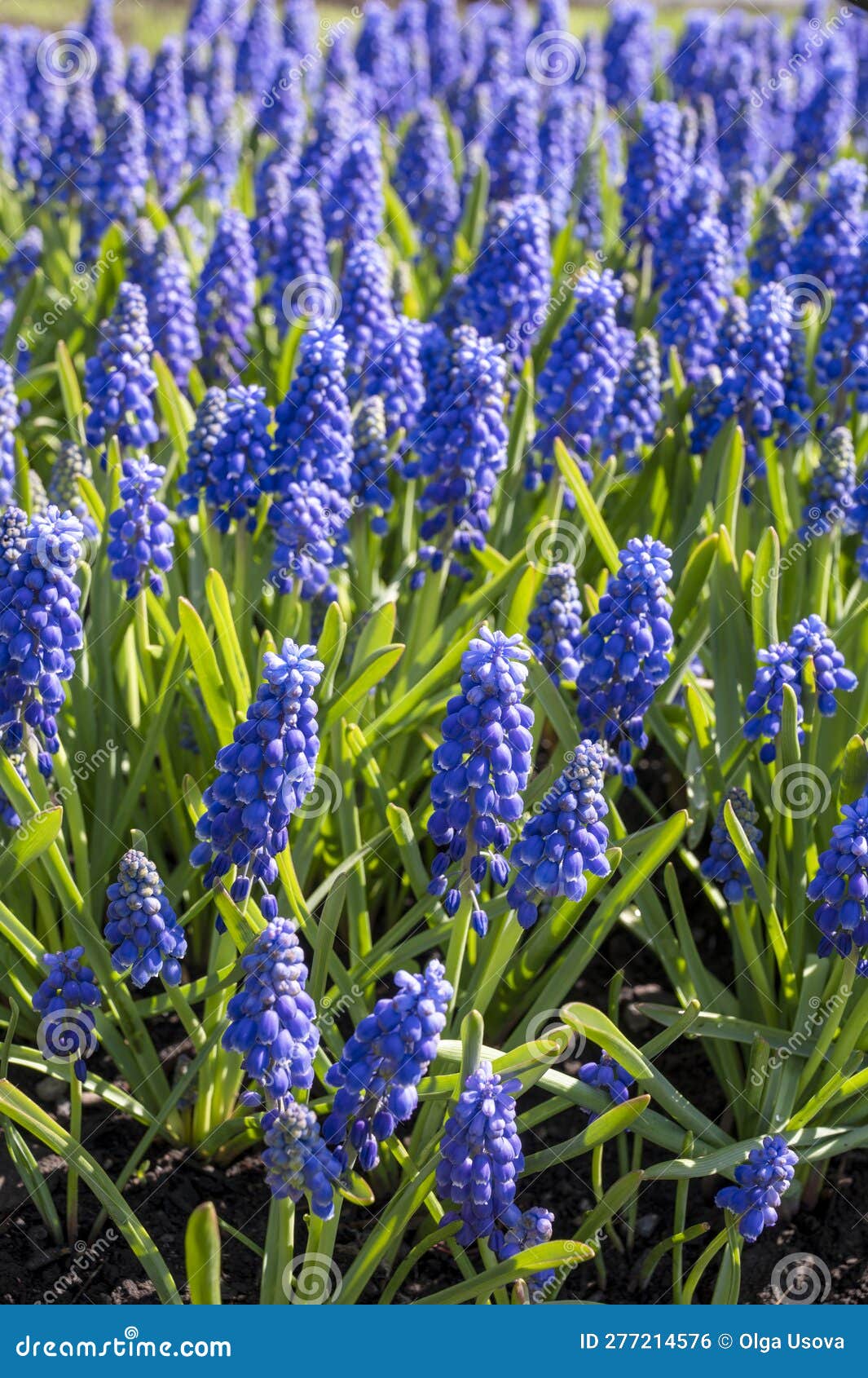 Spring Blue Flowers, Spring Blue Muscari Flowers Stock Photo - Image of ...