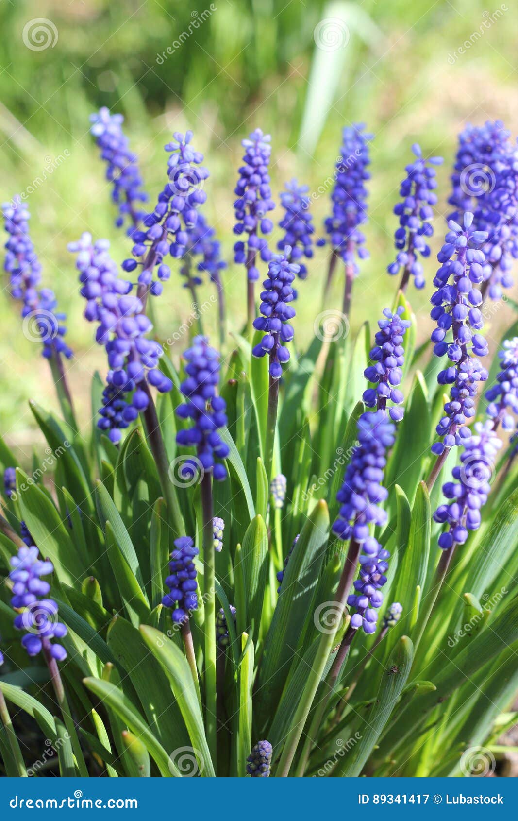 Spring blue flowers stock image. Image of green, spring - 89341417