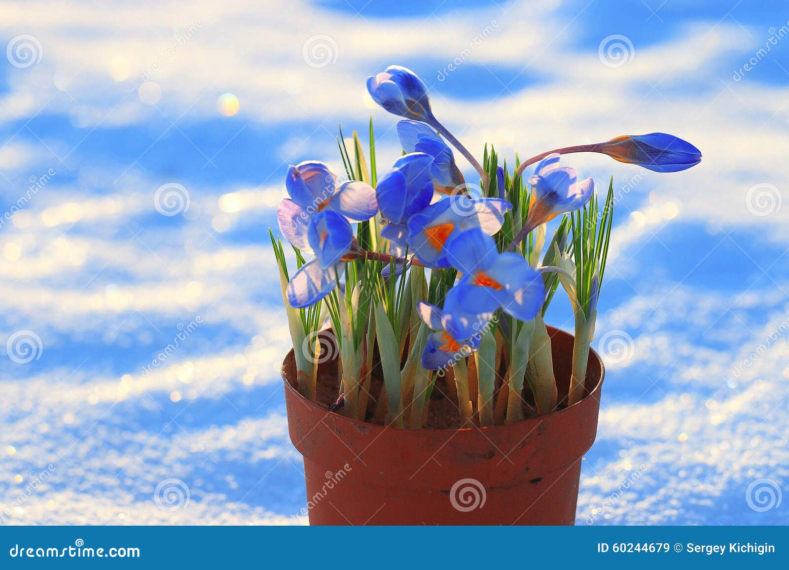 Spring blue flowers stock image. Image of beauty, grass - 60244679