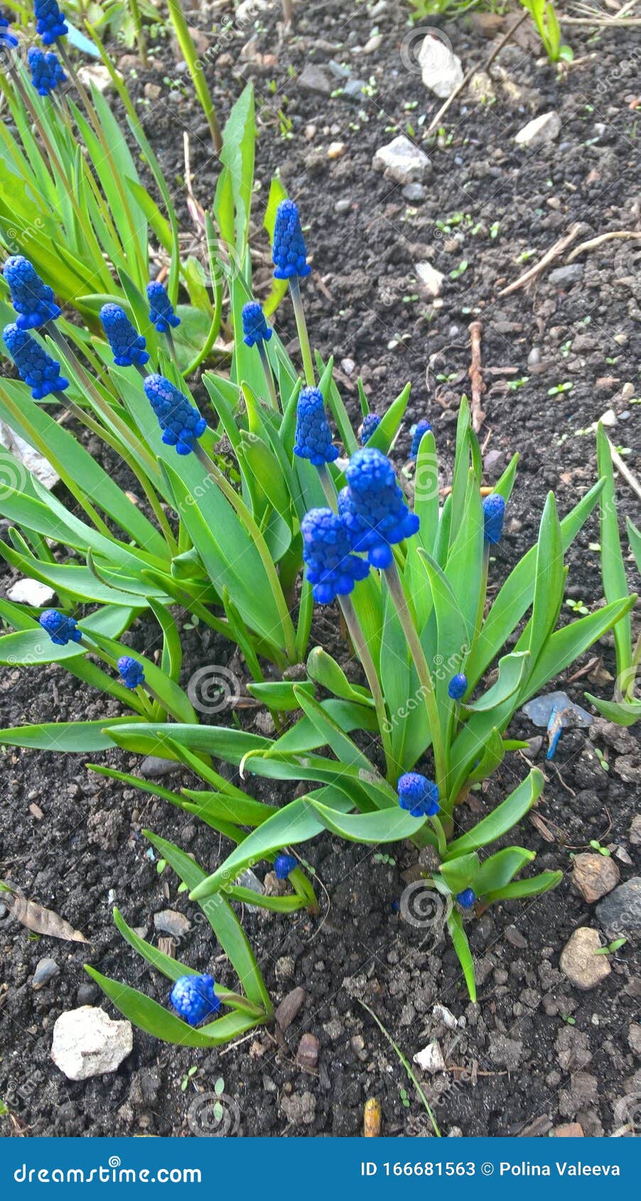 Spring Blue Flowers Timidly Breaking Out of the Ground Stock Image ...