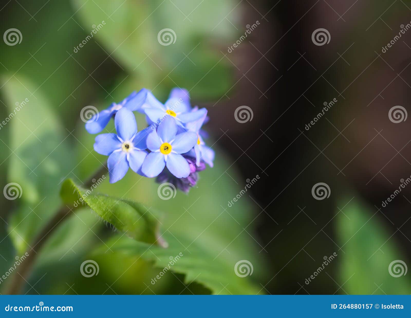 Spring Blue Forget-me-nots Flowers. Wildflowers Stock Image - Image of ...