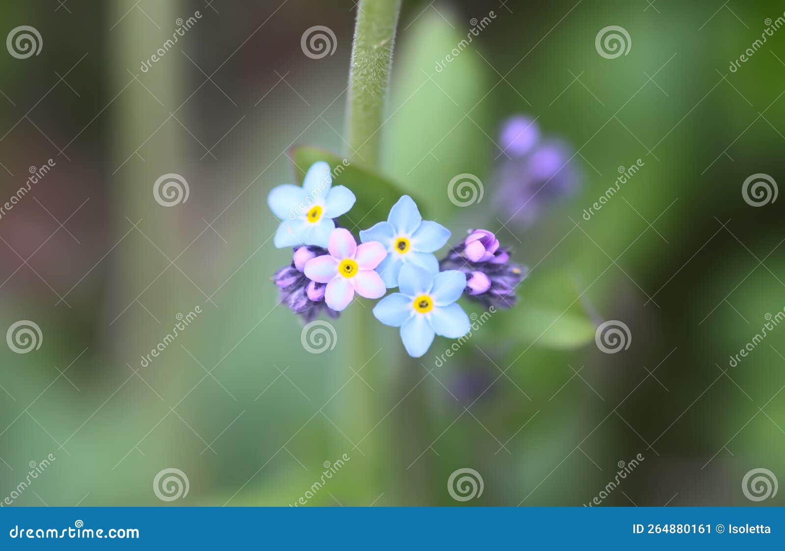 Spring Blue Forget-me-nots Flowers. Wildflowers Stock Image - Image of ...
