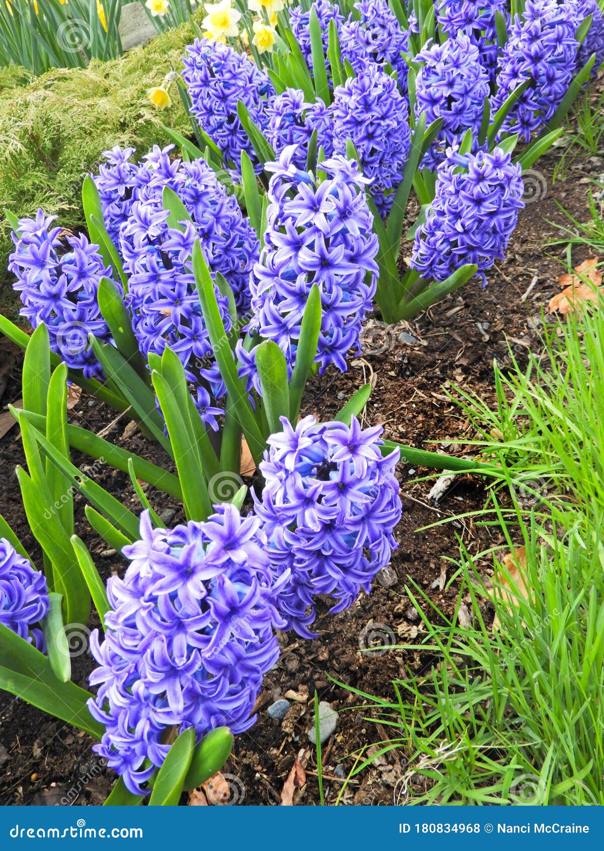 Fragrant Spring Blue Hyacinths Bloom in a Row Stock Photo - Image of ...