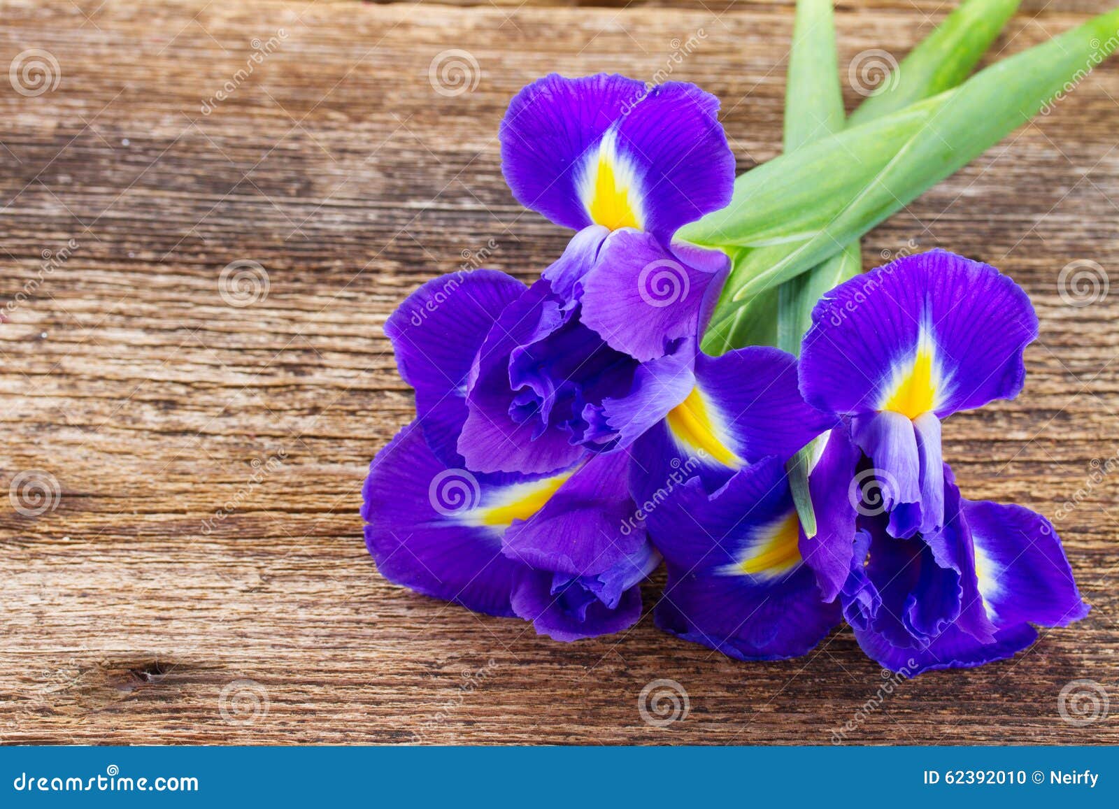 Spring blue irises stock photo. Image of celebration - 62392010