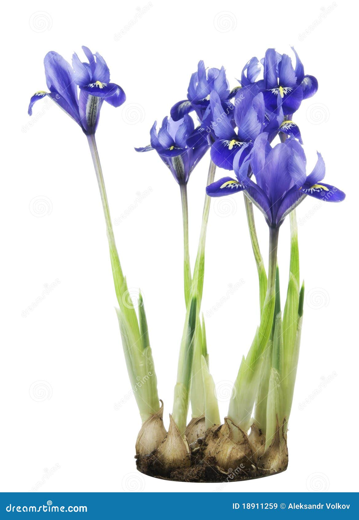 Spring Blue Irises Grow from Bulbs Stock Image - Image of single, bulbs ...