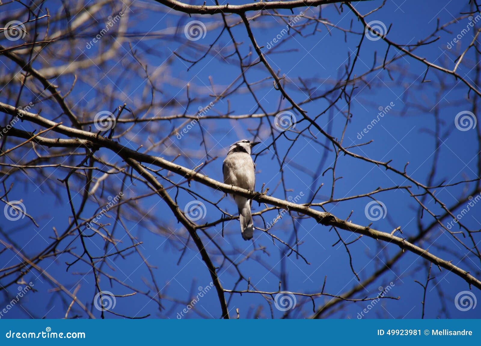 Spring blue jay. stock image. Image of wildlife, songbird - 49923981