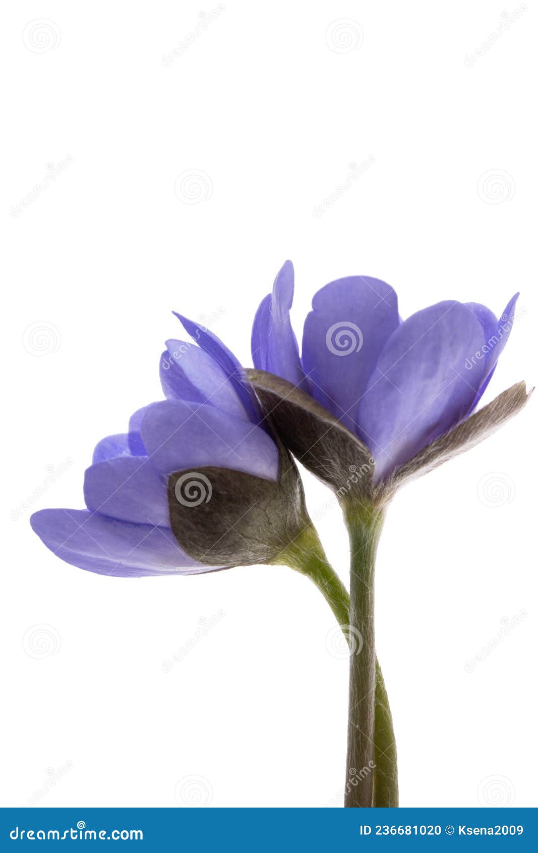 Spring Blue Nobilis Flower Isolated Stock Photo - Image of petal ...
