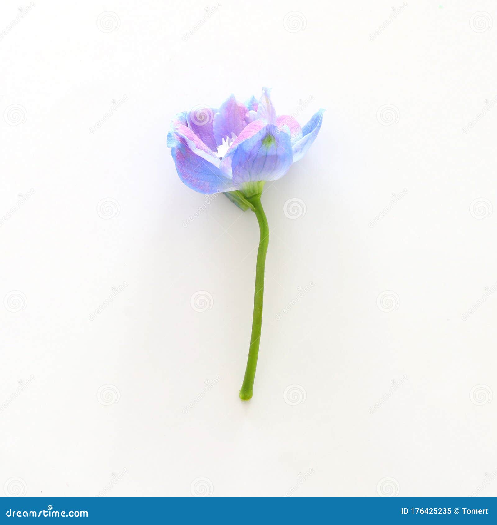 Spring Blue with Purple Flower Isolated on White Background Stock Image ...
