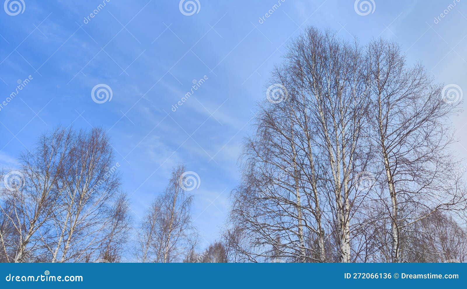 Spring Blue Sky with White Clouds and Trees with Bare Branches and Buds ...