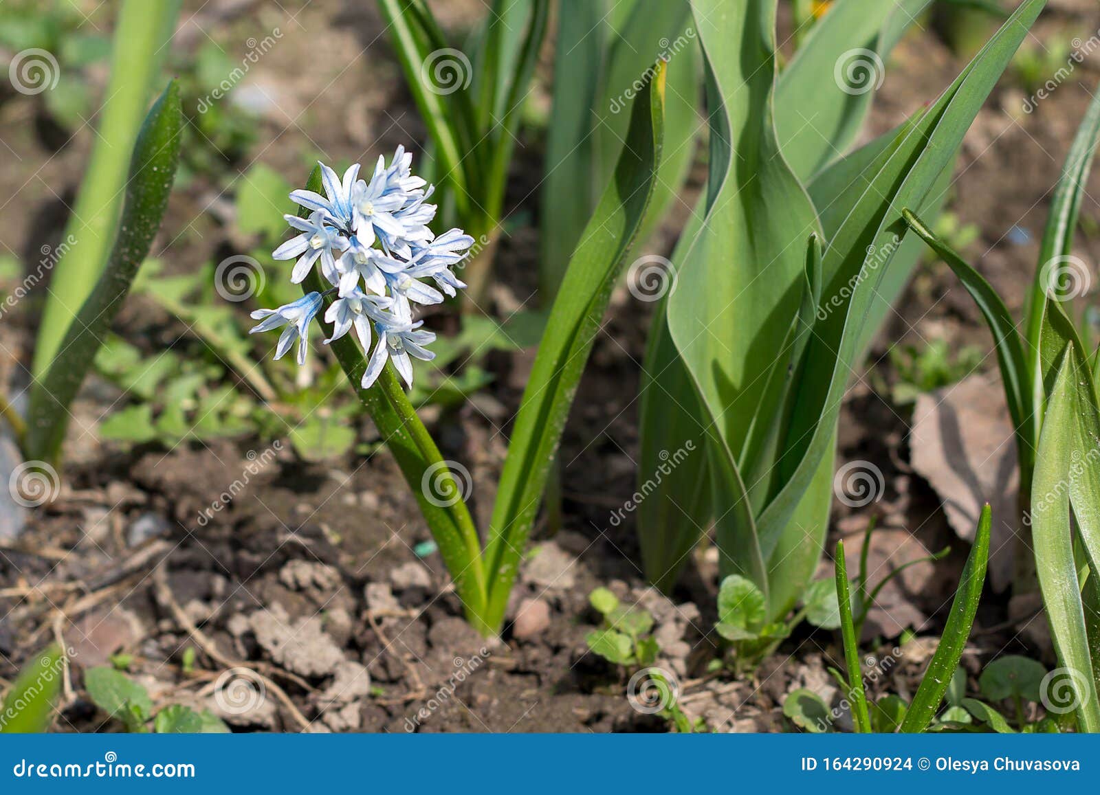 Spring Blue Snowdrops in May Garden Stock Photo - Image of white, stem ...