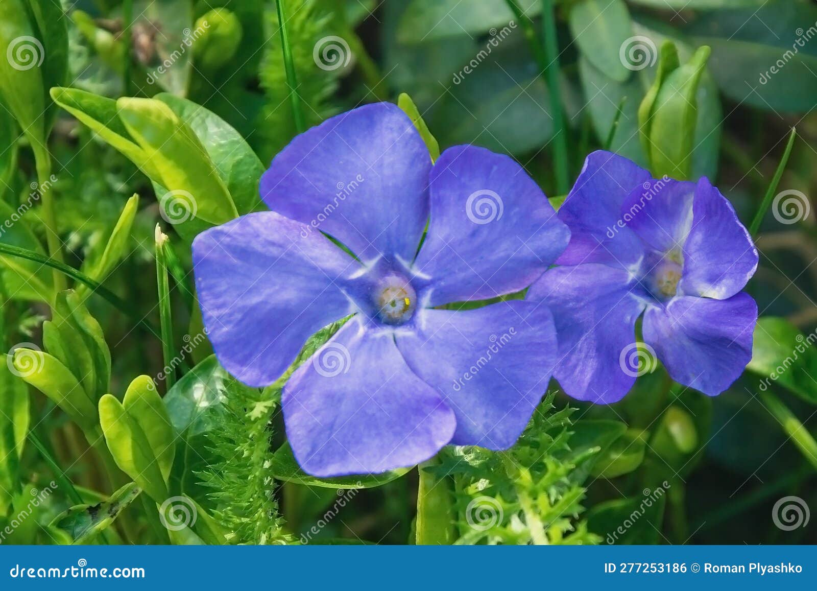 Blue Wildflower With Ladybug Stock Image | CartoonDealer.com #183205747