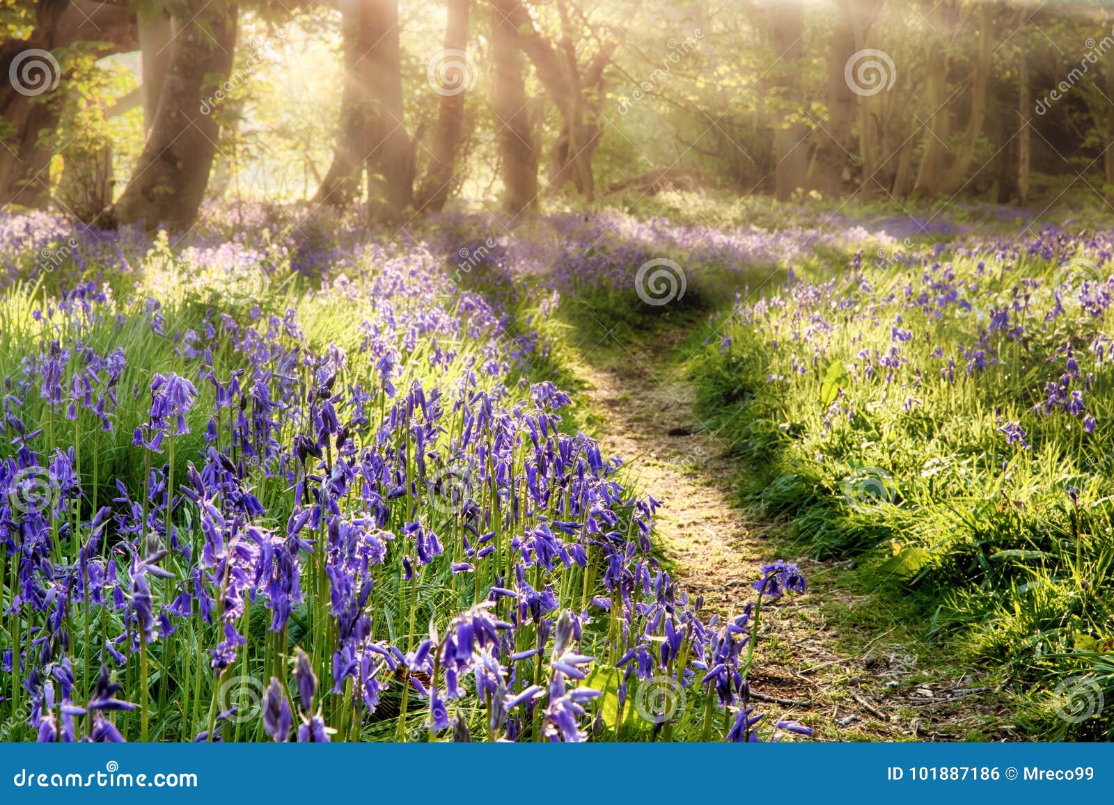 Spring Bluebell Path through a Magical Forest Stock Photo - Image of ...