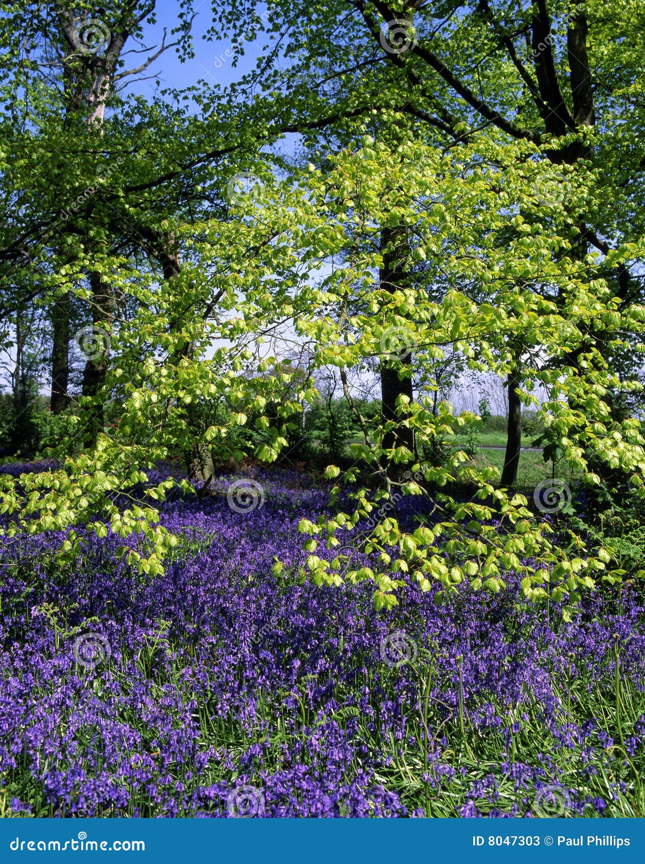 Spring in a Bluebell wood stock image. Image of scenic - 8047303