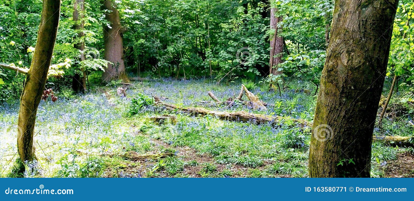 Spring Bluebell Woods Dorset Stock Image - Image of flowers, dorset ...