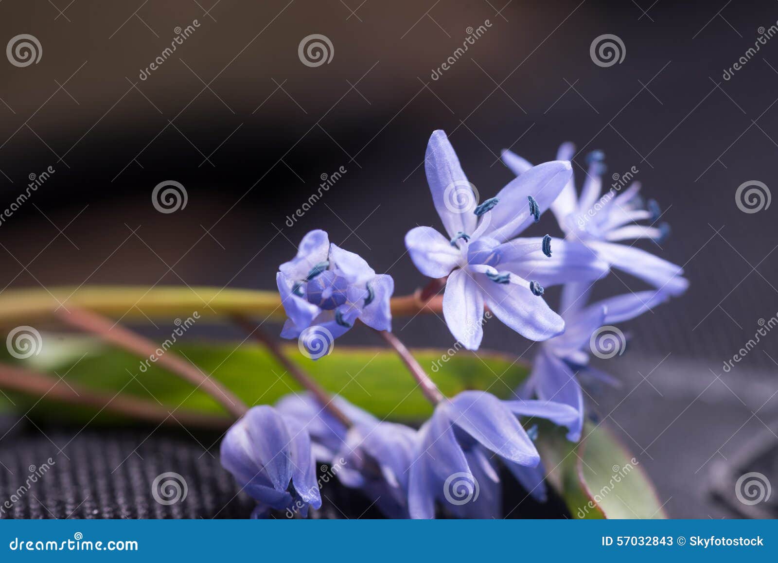 Spring bluebells stock image. Image of colorful, flowers - 57032843
