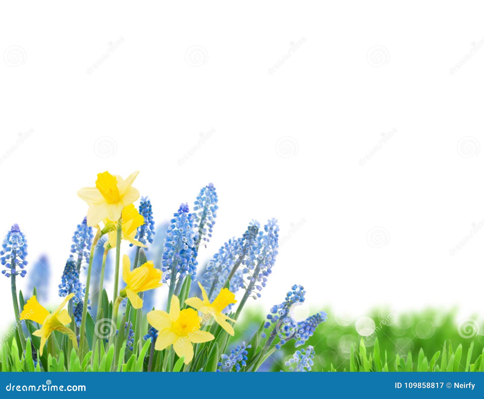 Spring Bluebells and Daffodils Stock Image - Image of background ...