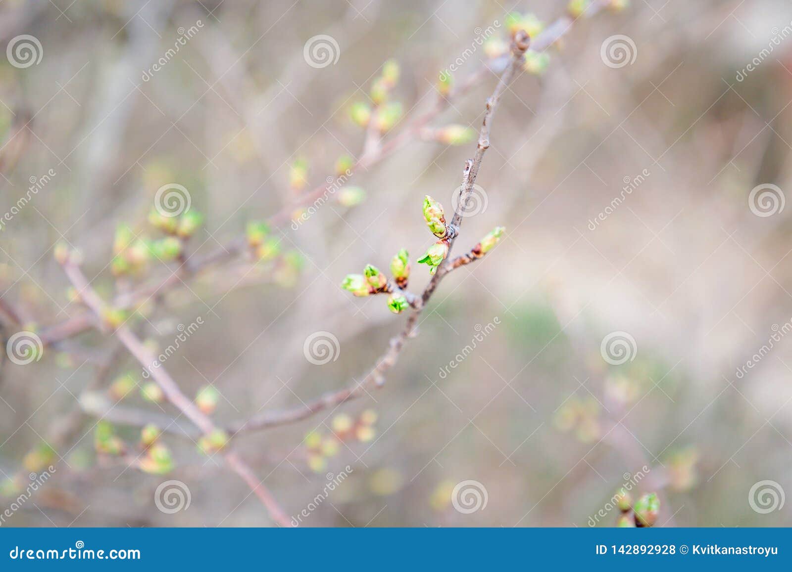 Spring Blurred Background. Spring Young Fresh Leaves on Tree Branches ...