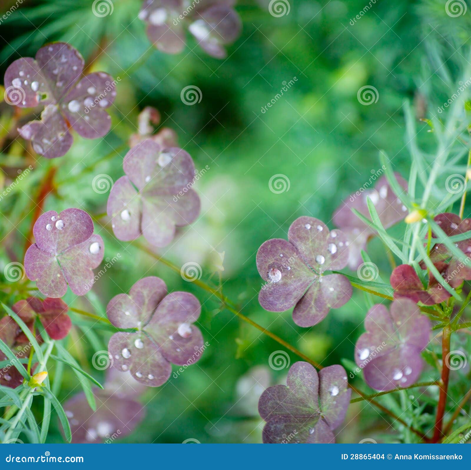 Spring Blurry Background with Leaves and Water Drops Stock Photo ...