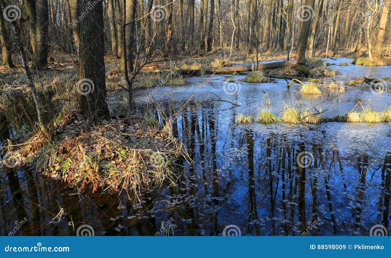 Spring bog in forest stock image. Image of wetland, background - 88598009